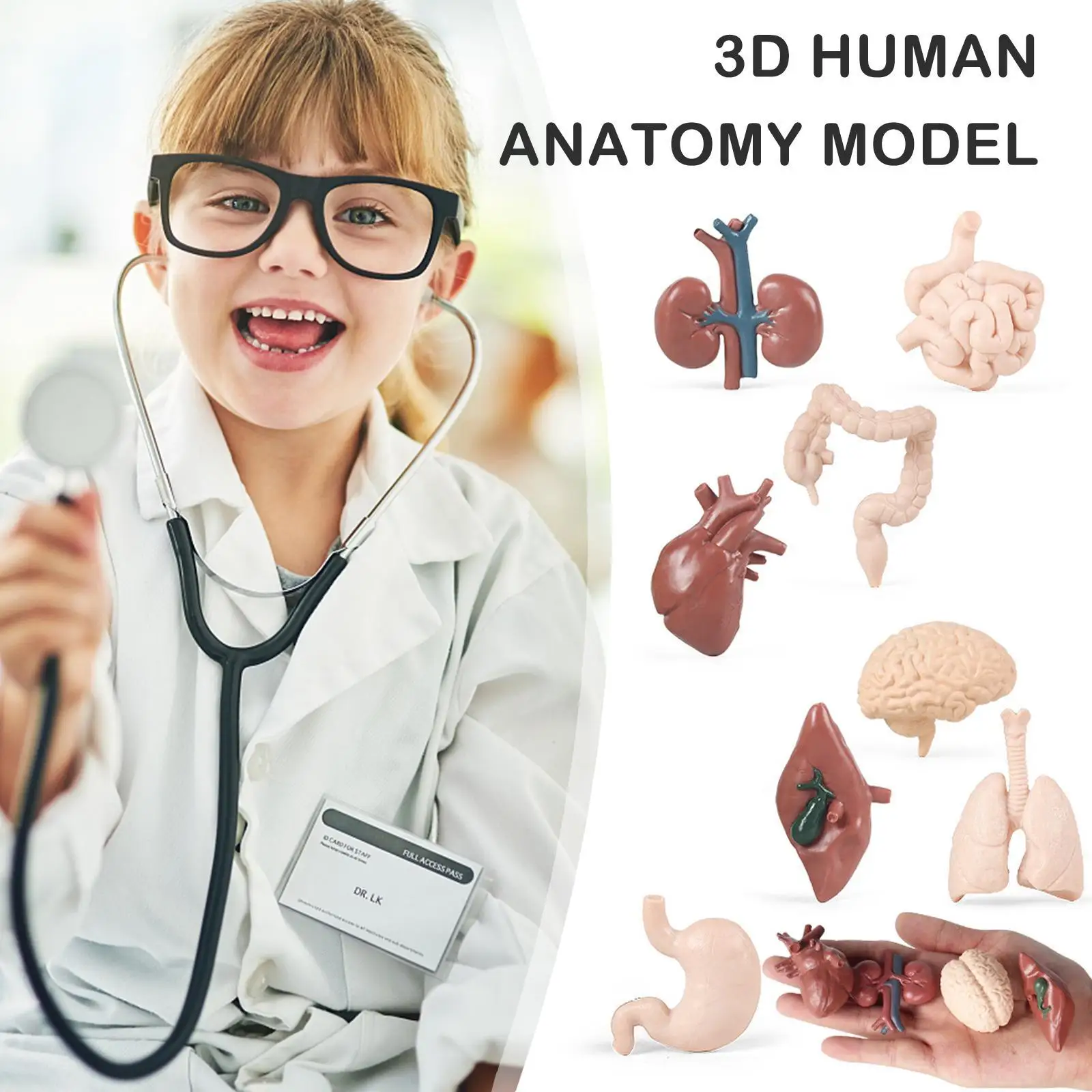 Human Body Anatomy Toy Kids | Human Body Kids Education | Anatomy Human ...