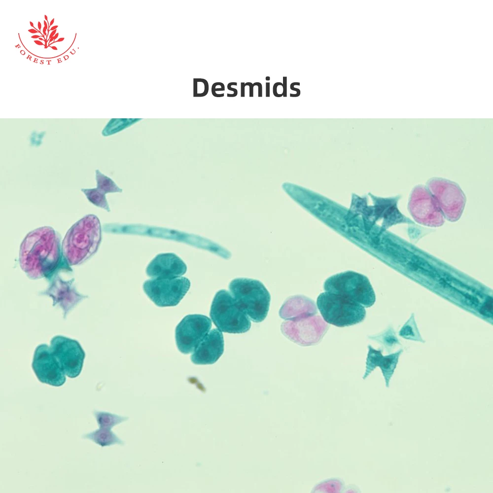 Paramecium Microscope Slide