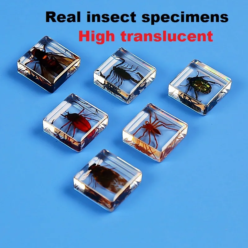 Small Animal Real Insect Resin Real Insect Scarab Spider Beetle ...
