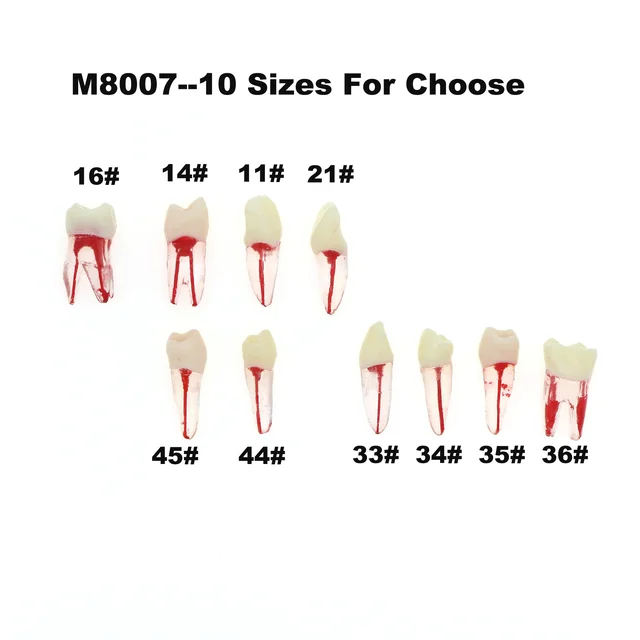 Cavity Filler For Teeth 10Pcs Dental Typodont Model Root Canal Pulp ...