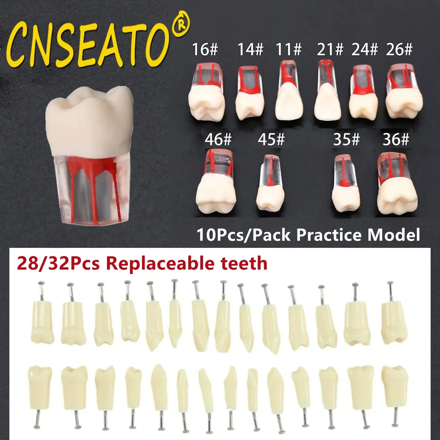 Dental Student Practice Models 10Pcs Dental Root Canal Practice Teeth ...