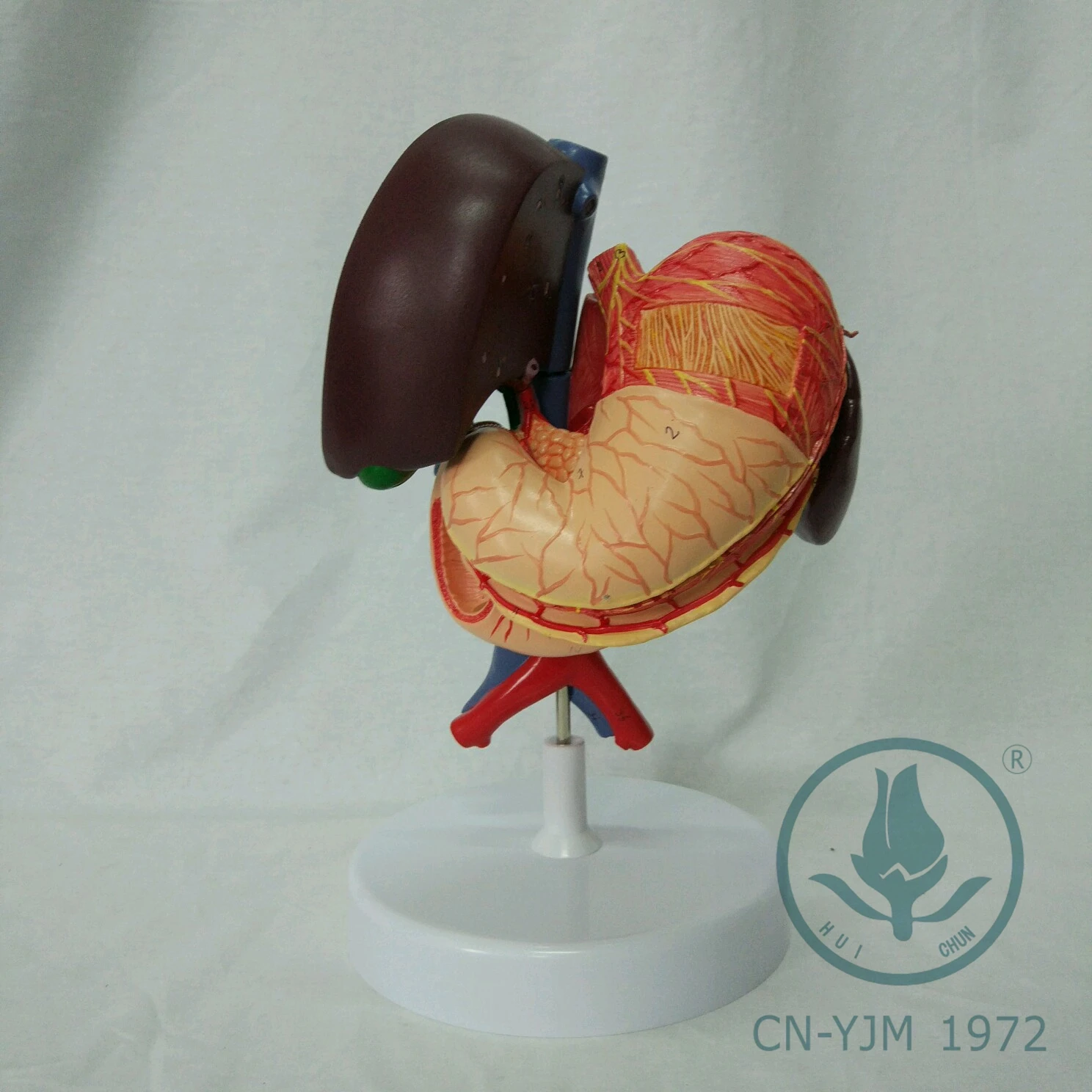 Human-stomach-liver-gallbladder-pancreas-and-duodenum-model-Anatomy-of ...