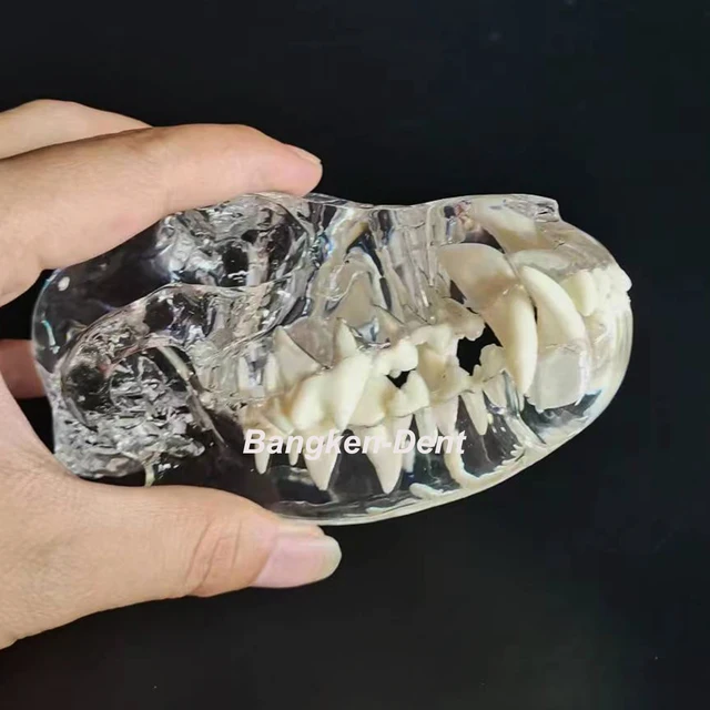 Anatomie Des Dents De Chien Les Signaux De Communication Des Chiens