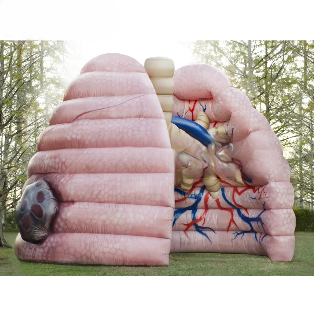 Giant-Inflatable-Lung-Model-School-Teaching-Demonstrating-Human-Organs ...