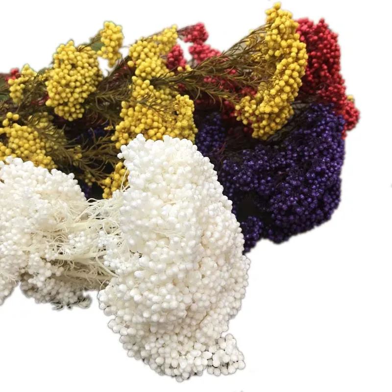 30g-Natural-Dried-Fresh-preserved-Millet-flower-Eternal-Dry-Flower ...