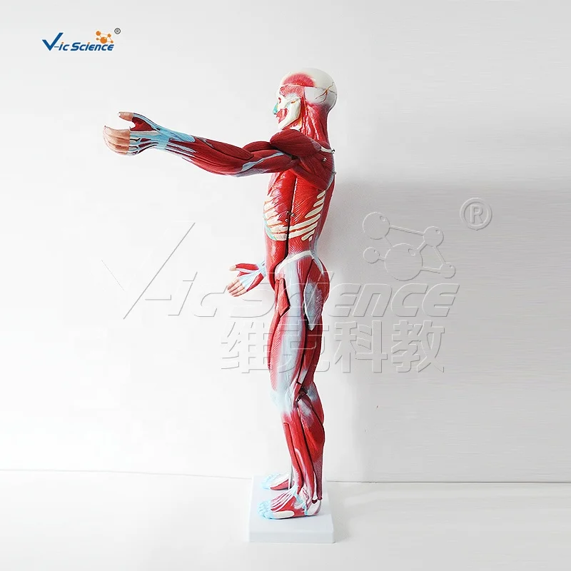 Купить: Human muscles model muscles anatomy set medical science muscles ...