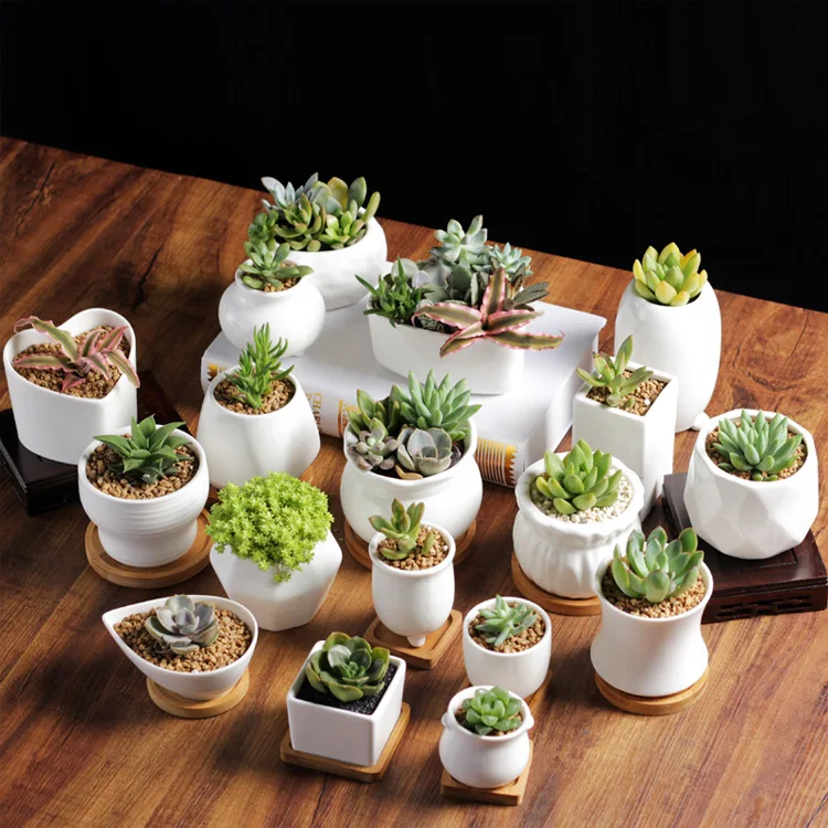 Mini-maceta-suculenta-de-escritorio-coreana-maceta-de-flores-creativa ...