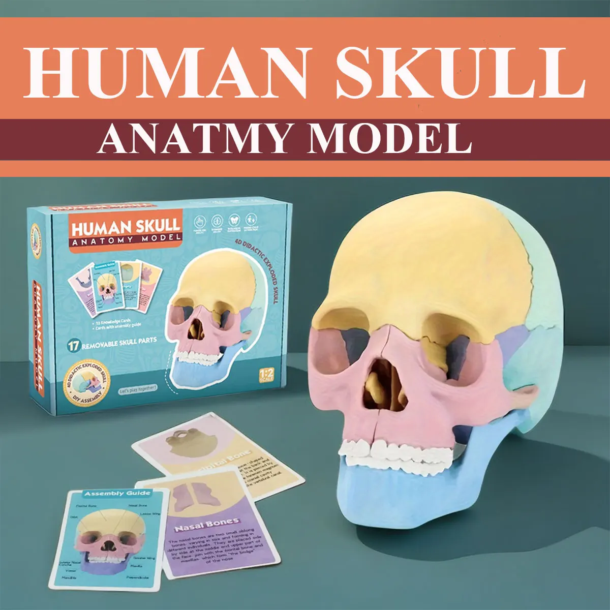 2024-New-Human-Skull-Anatomy-Head-Organ-Model-Assembly-Teaching-Medical ...