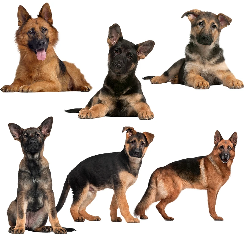 Fashion-German-Shepherds-Car-Sticker-Vinyl-Auto-Wrap-for-Car-Hood ...