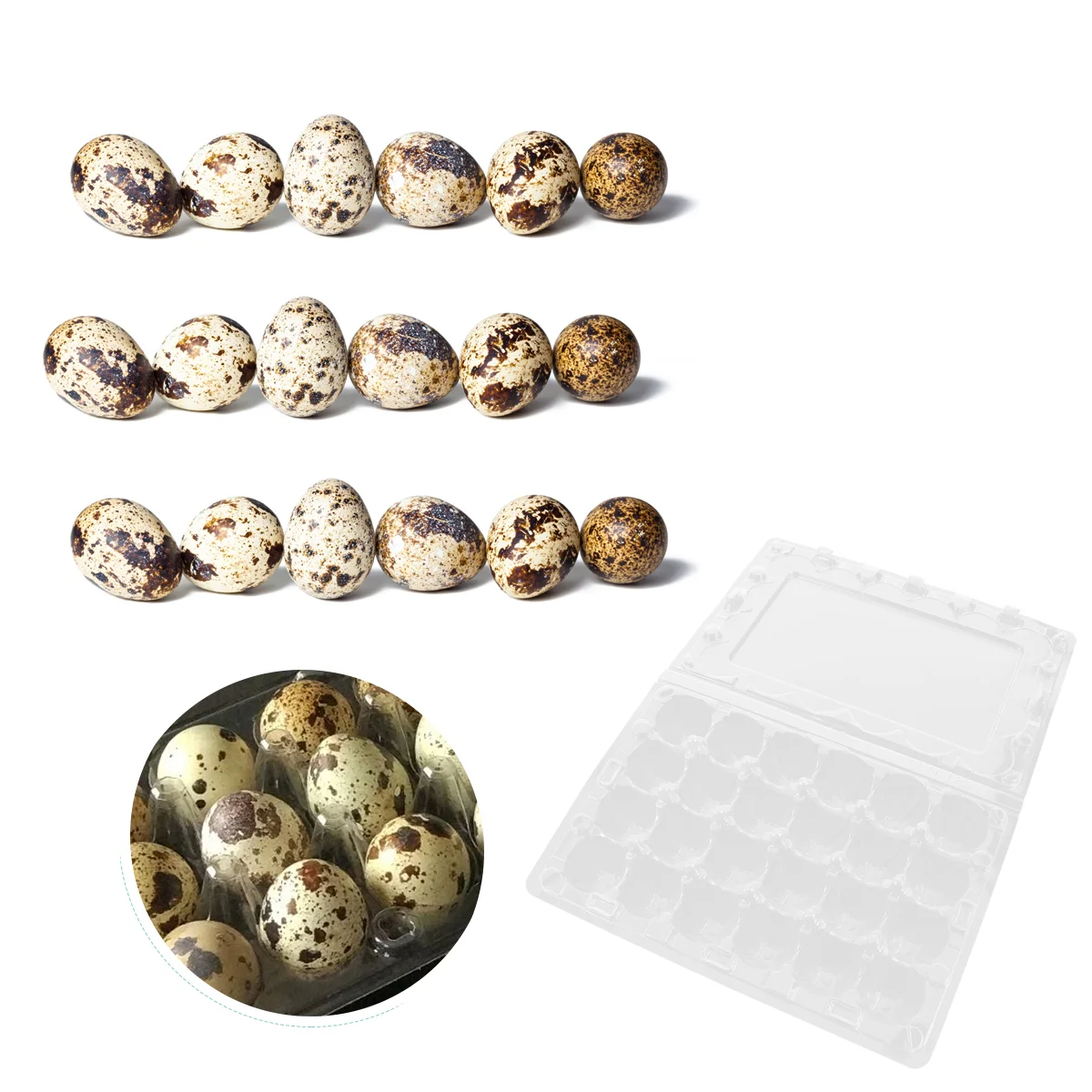 12 Pcs 24 Grids Plastic Egg Box Quail Egg Storage Carrier Packaging Box ...