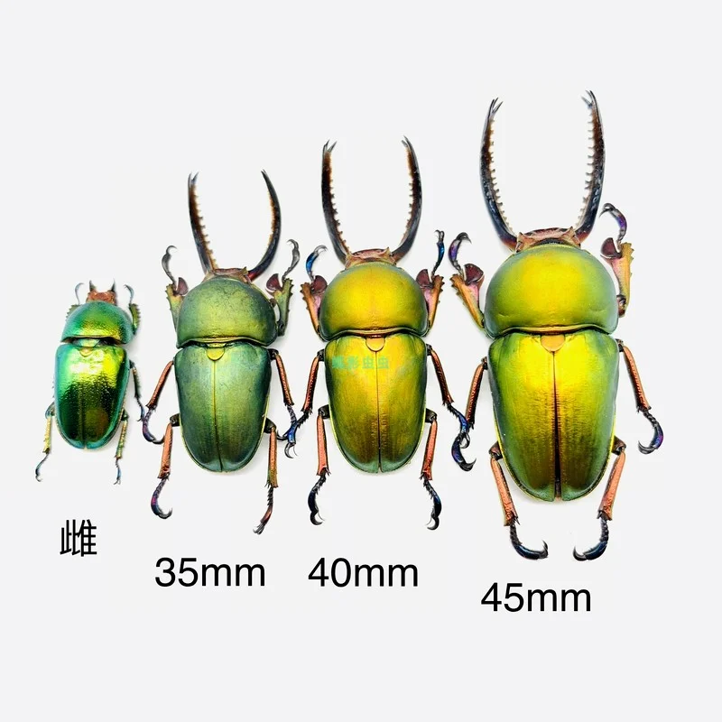 Golden Stag Beetle Size