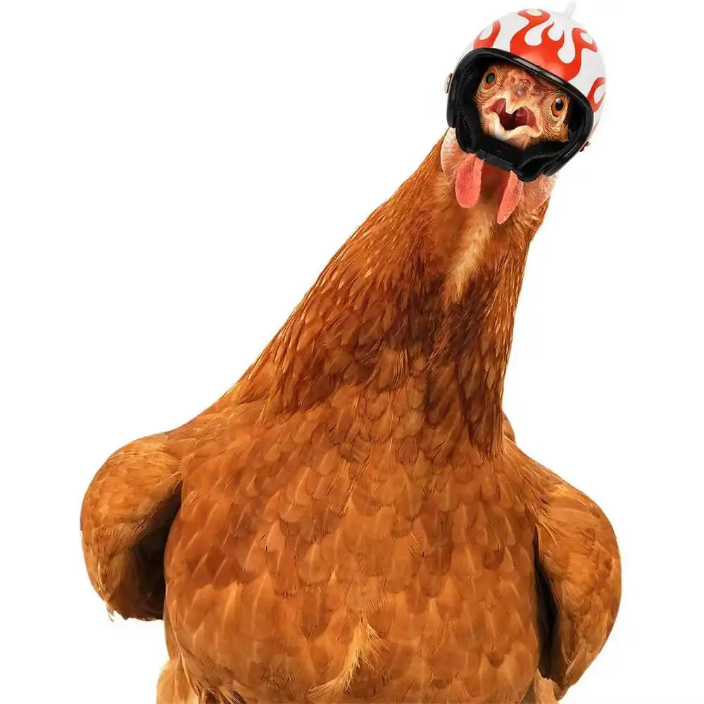 Chicken helmet - the daily shop