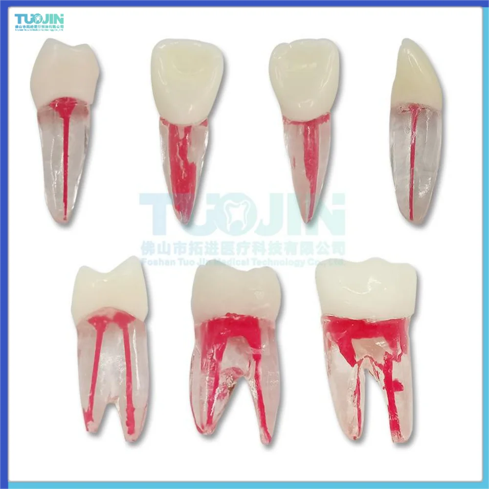2 Pcs Dental Endo Tooth Root Canal Models Rotary Files RCT Endodontics ...