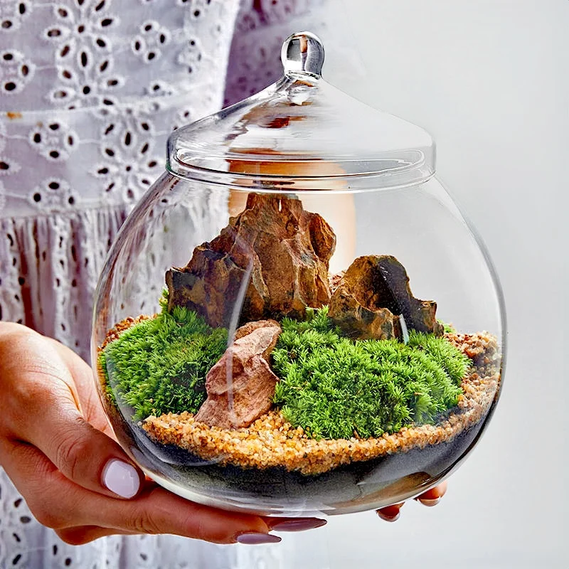 Micro-paesaggio-muschio-bryophite-vaso-di-vetro-a-forma-di-palla-con ...
