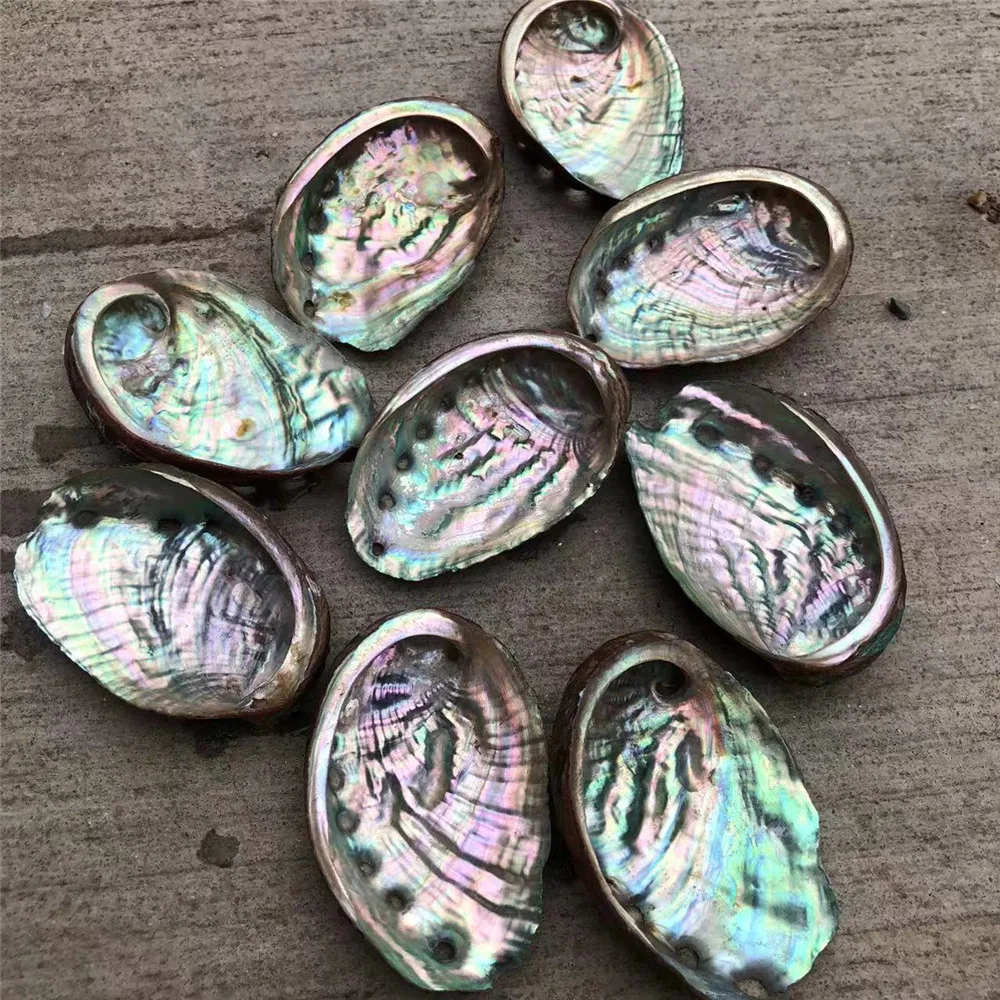 Abalone Shell Soap Dish