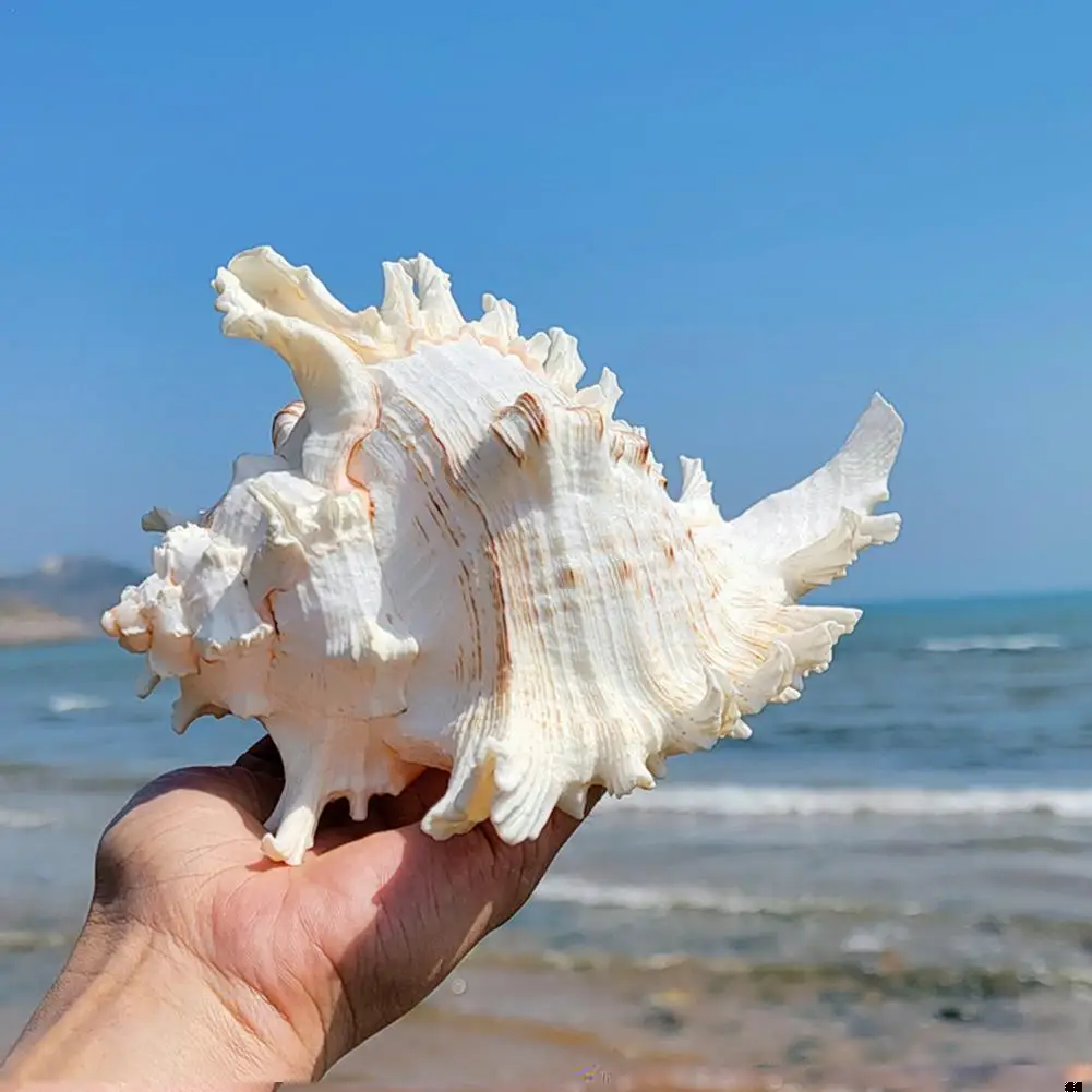 Natural-Large-Conch-Shell-Kirin-Snail-Thousands-Of-Snail-Coral-Seashell ...