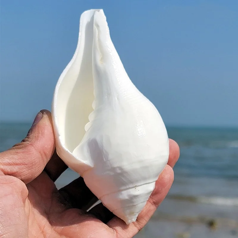11CM-Original-Shankh-Natural-Indian-Chank-Shell-Conch-Home-Wedding ...