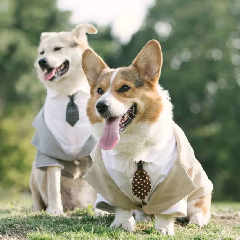 Corgi In A Suit