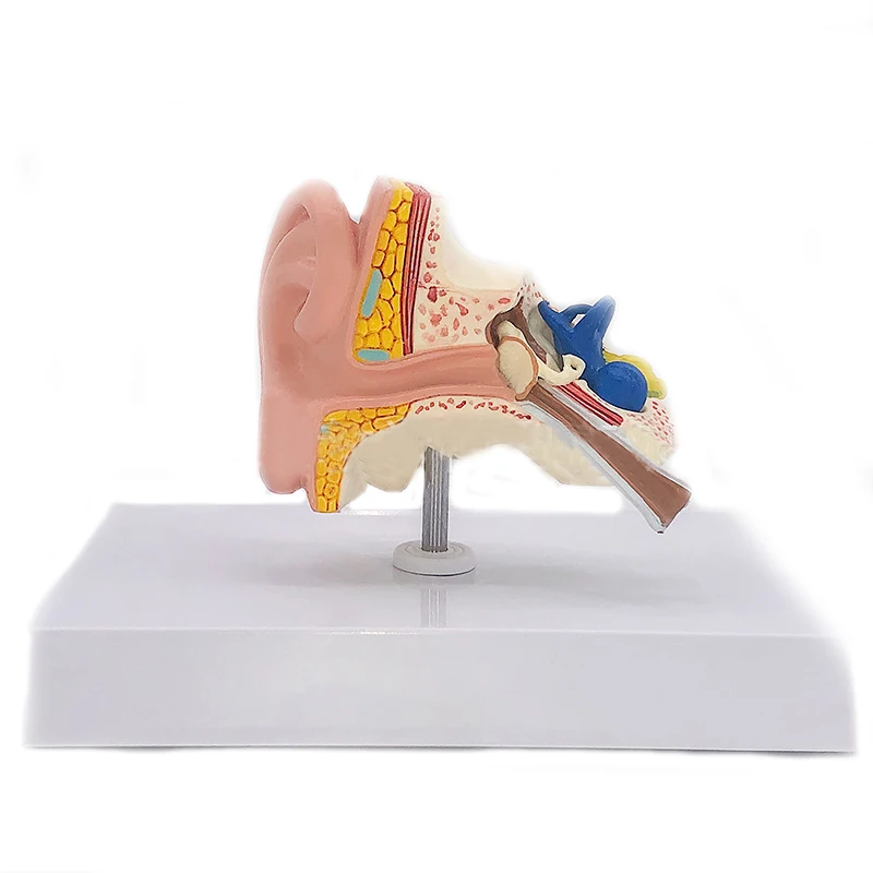 Inner Ear Anatomy Model