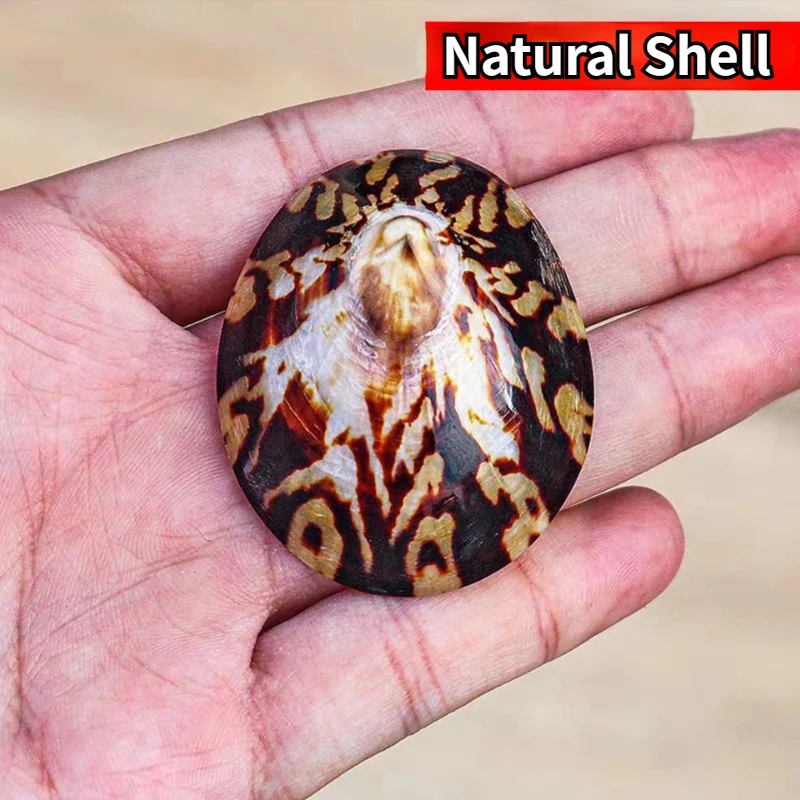 Natural-Shell-Small-Conch-Rare-Turtle-Shell-Piece-Collection-Specimens ...