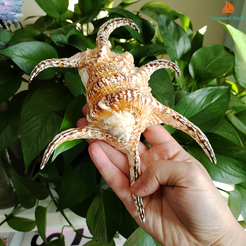 17-20CM-Large-Chiragra-Spider-Conch-Natural-Rugosa-Arthritic-Spider ...