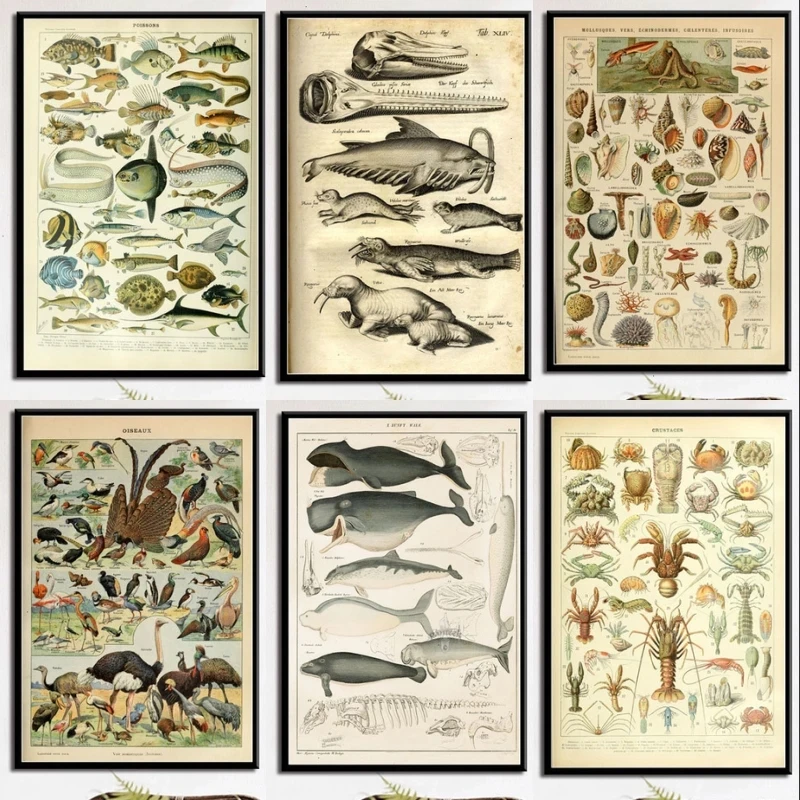 Retro Ocean Poster Prints Sea Shell Fish Animal Vintage Life Chart ...