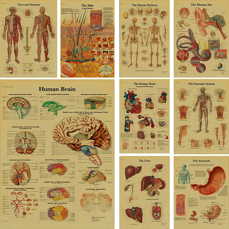 Anatomy-and-Physiology-The-Body-Structure-Posters-Skeleton-Retro-Kraft ...