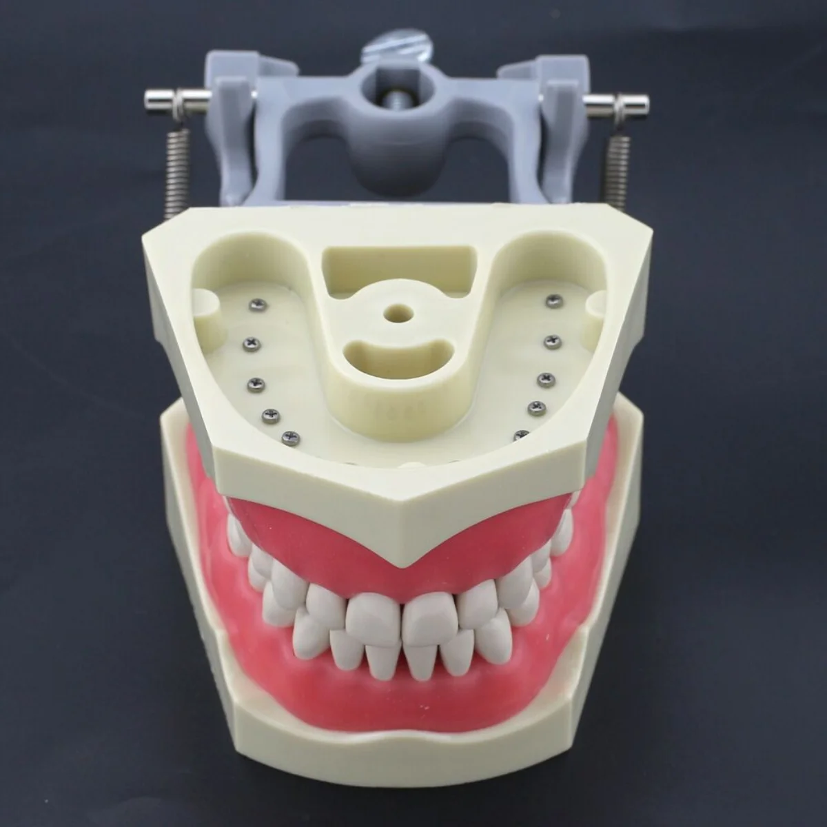 Fit Columbia Dentoform 860 Type Dental Typodont Model 32pcs Removable ...