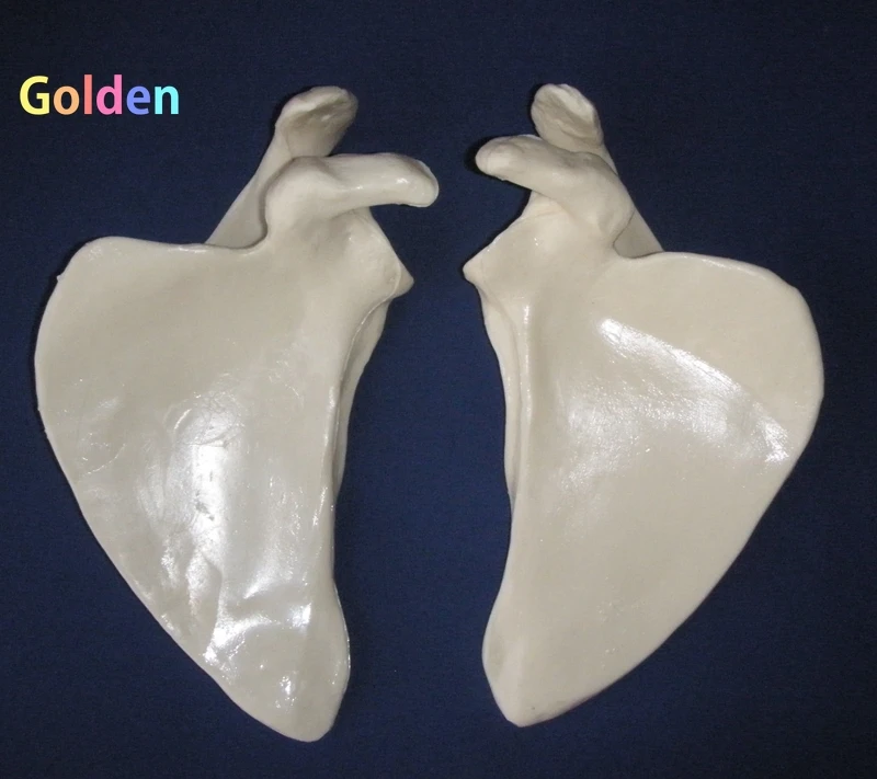 Scapula Anatomy Unlabeled