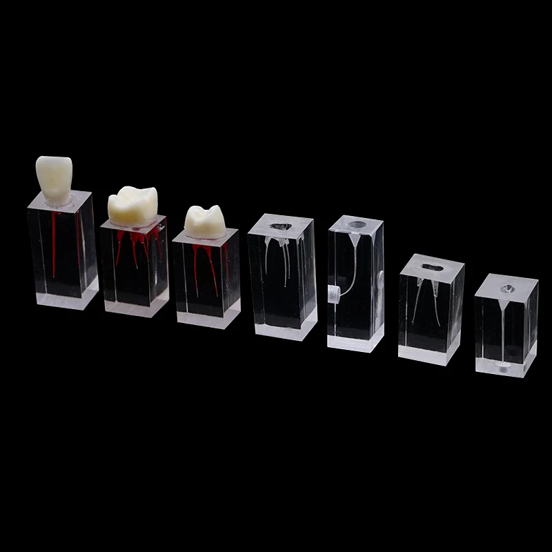 1pc Dental Root Canal Tooth Model Endo Training Block Endodontics ...