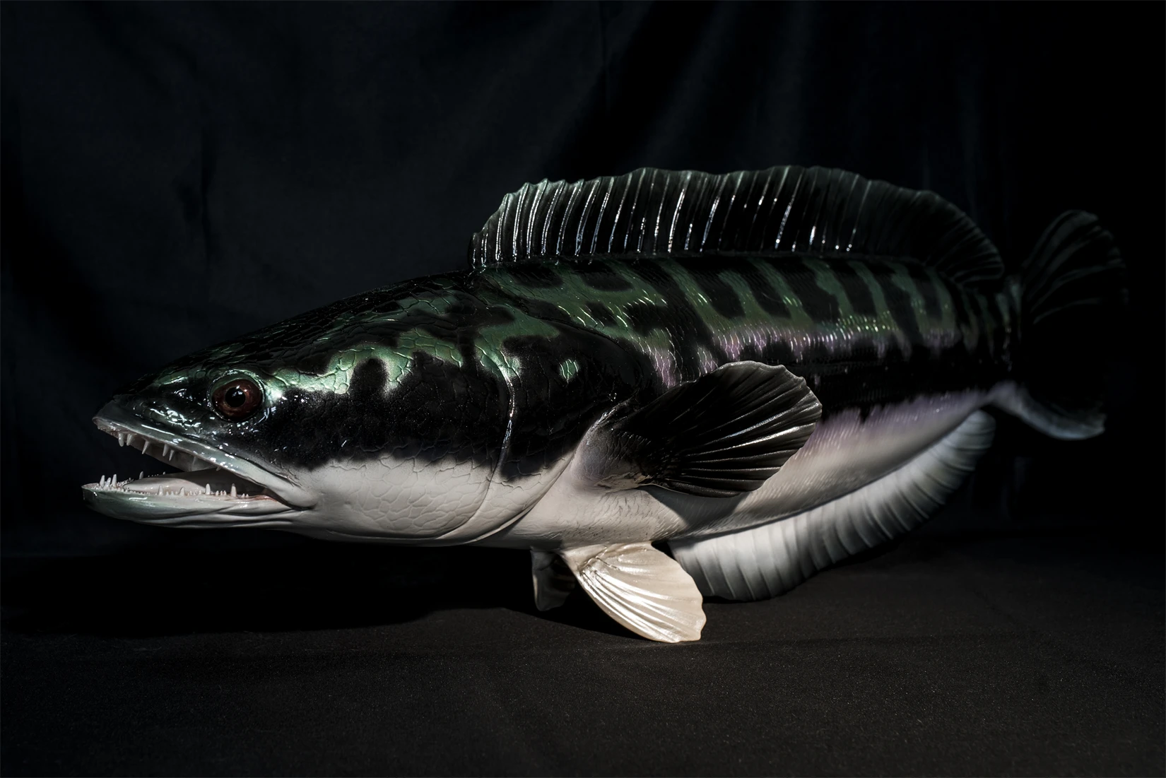 Baby Giant Snakehead