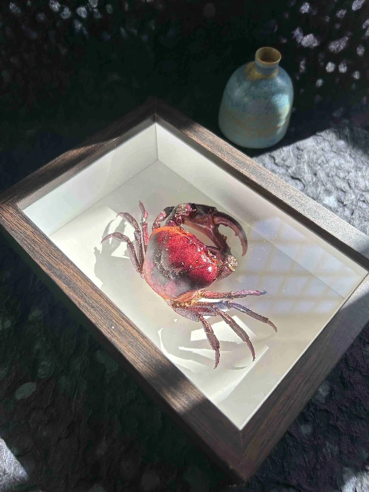 Purple corset crab specimen photo frame finished real crab making ...