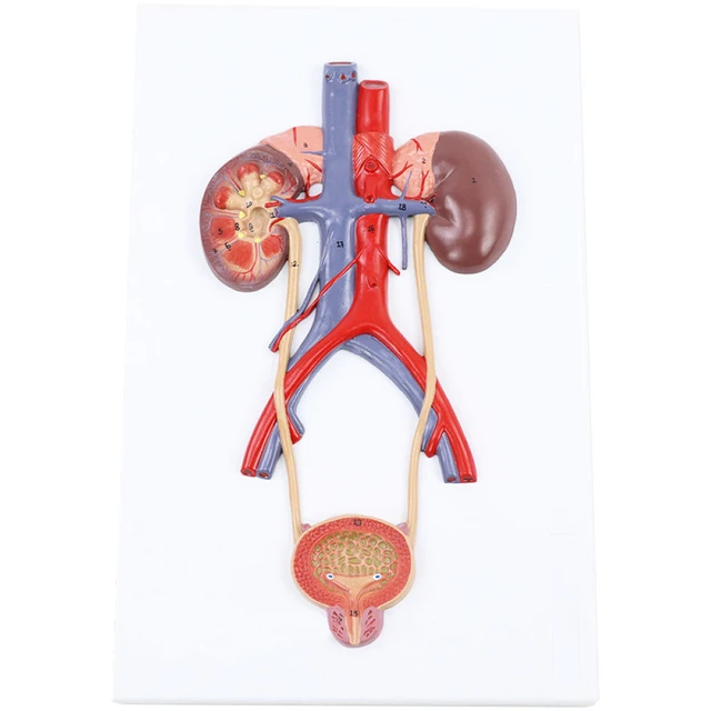 Bladder Model Labeled