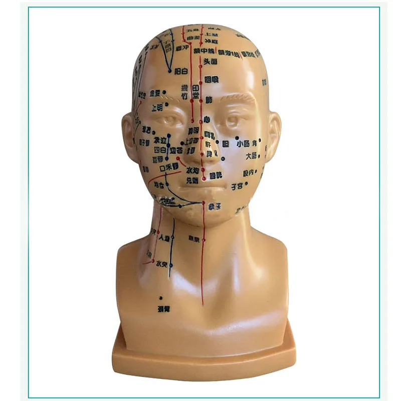 Head-Acupoint-Model-Acupuncture-And-Moxibustion-Lettering-With ...
