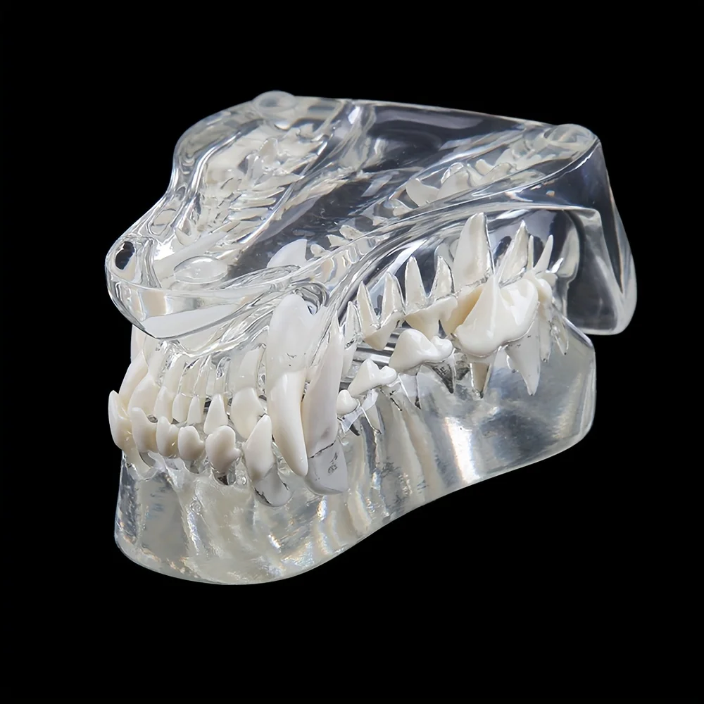 1PC-Transparent-Dog-Cat-Teeth-Anatomical-Model-Resin-Oral-Tooth-Jaw-For ...