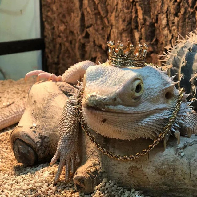 Bearded Dragon Lizard Pet