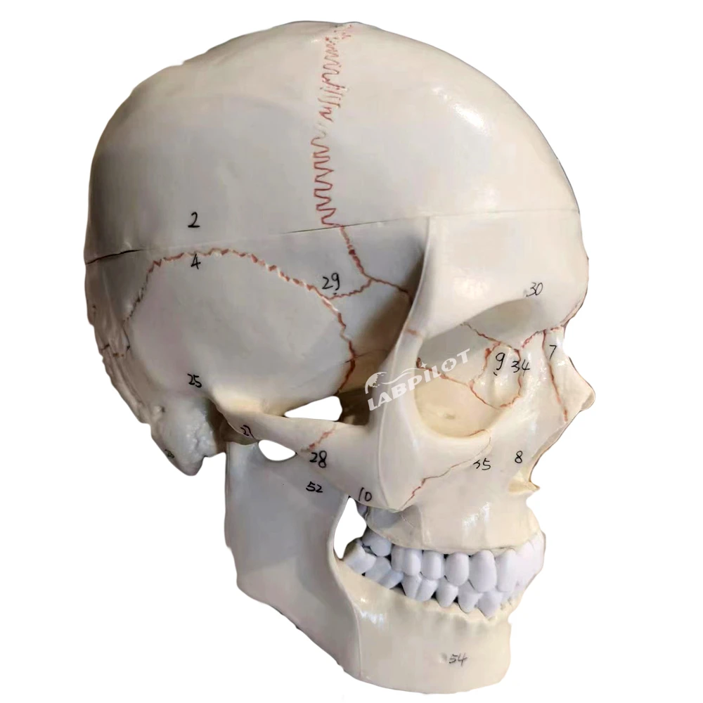 Deluxe Human Life-size Skull Model, 3d Skull Anatomy Model - Medical ...