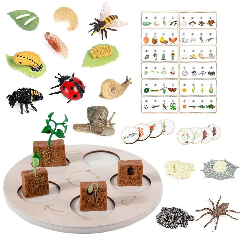 Montessori-Education-Toy-Animal-Cognition-Life-Cycle-Board-Tray-Growth ...