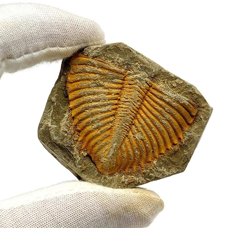 Modelo-de-muestra-de-animales-del-oc-ano-decoraci-n-de-esp-cimen-de ...