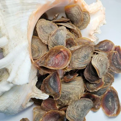 10g-Incense-Product-Natural-Sea-Dried-Operculum-Shell-Murex-Snail ...