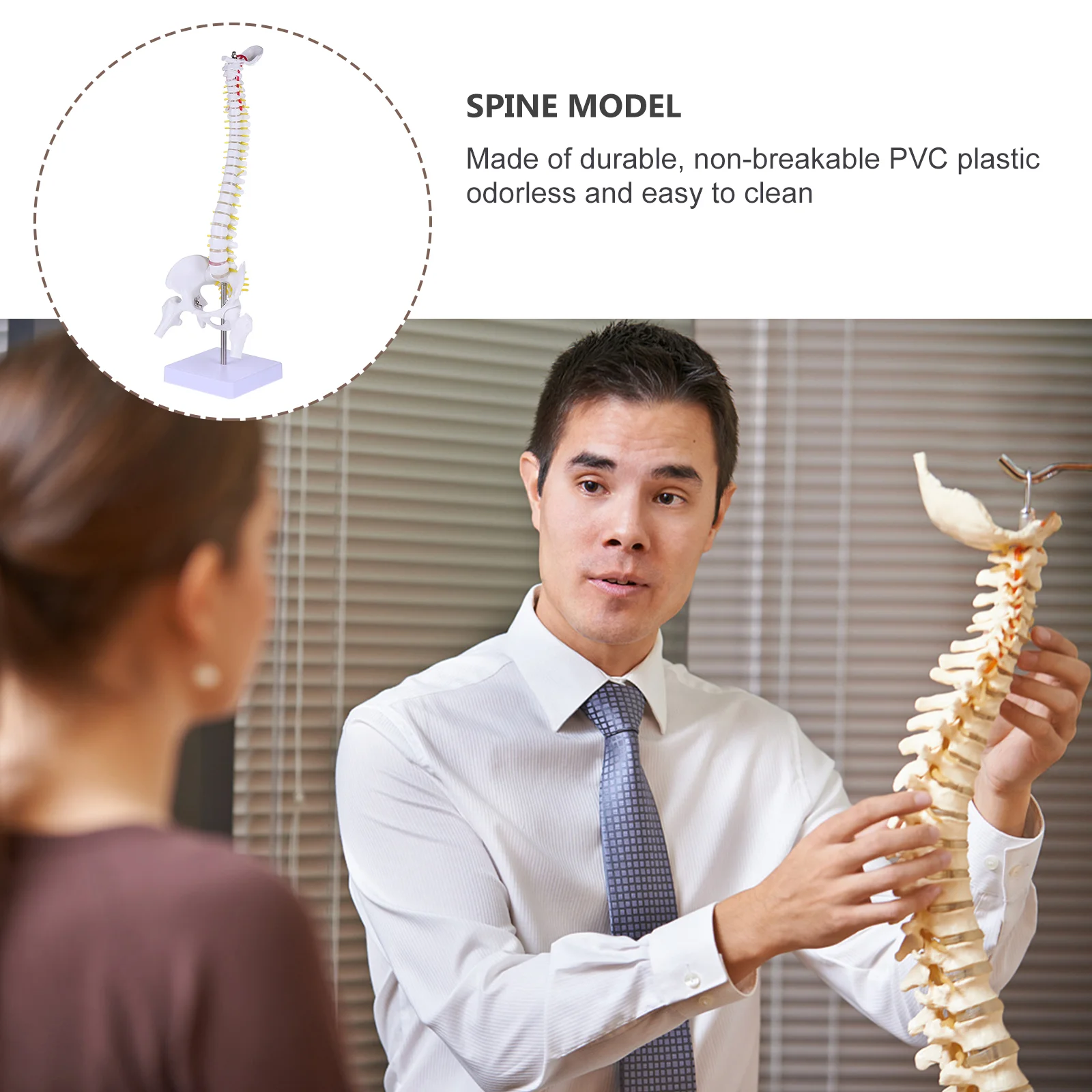 Model Spine Anatomy Human Spinal Anatomical Models Training Lumbar ...