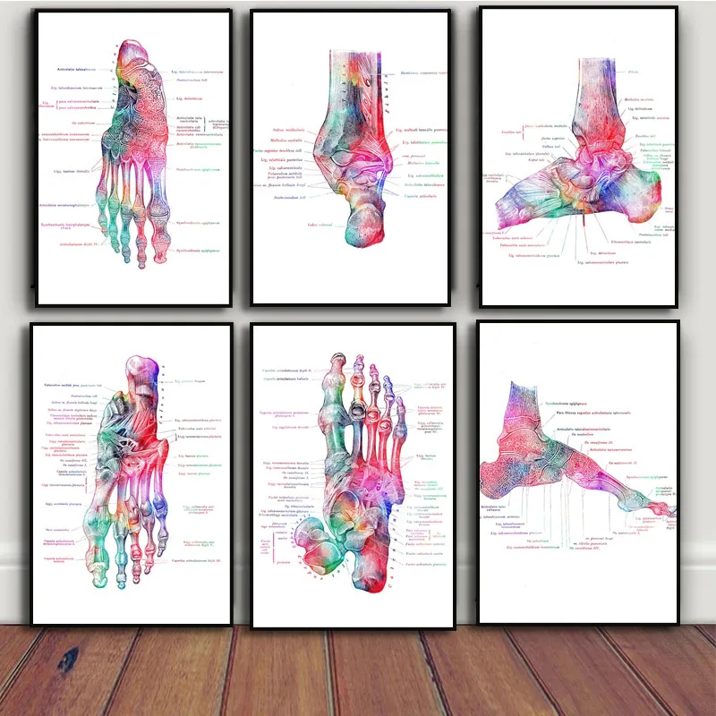 Foot-Bones-Anatomy-Poster-Podiatry-Art-Medical-Print-Canvas-Painting ...