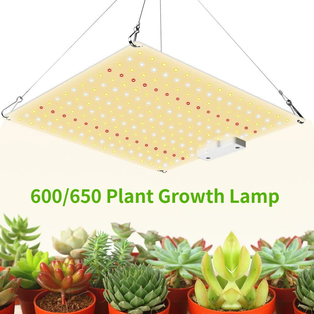 ledcbet direct Store