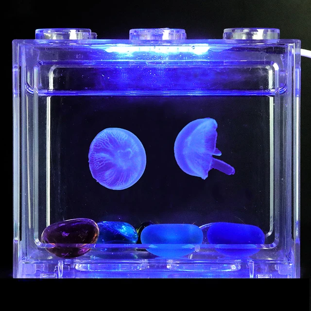 Box Jellyfish Aquarium