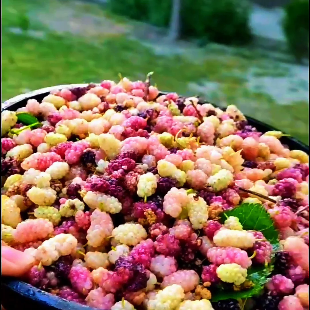 Gilgit Sweet Dry Mulberries | High Quality Organic Dry Fruits from ...