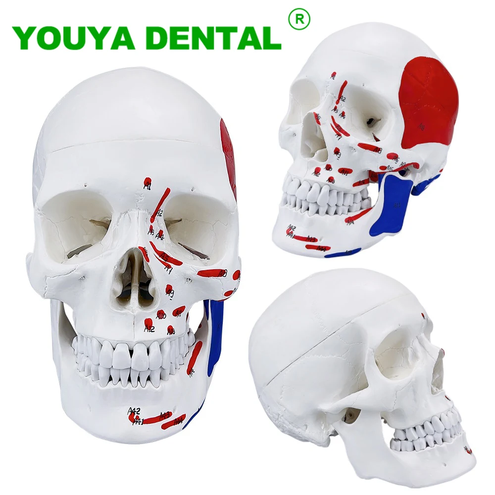 Anatomical Skull Model Anatomical Anatomy Medical Skeleton Head Model ...
