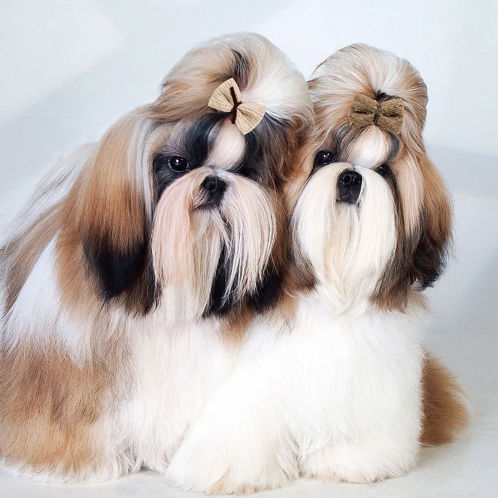 Princess Types Of Shih Tzu