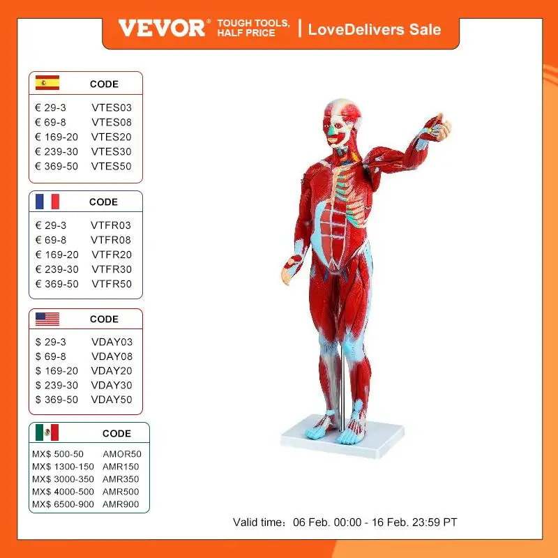 VEVOR-Human-Muscular-Figure-27-Parts-Muscular-Anatomy-Model-Half-Life ...