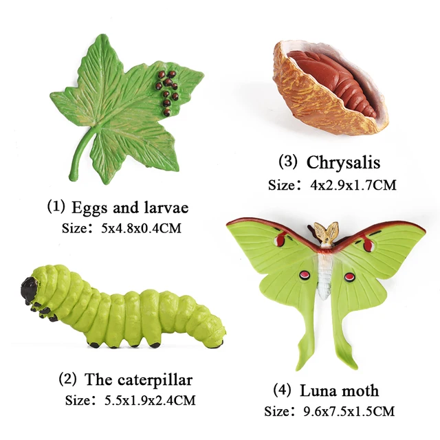 Luna Moth Life Cycle The Luna Moth