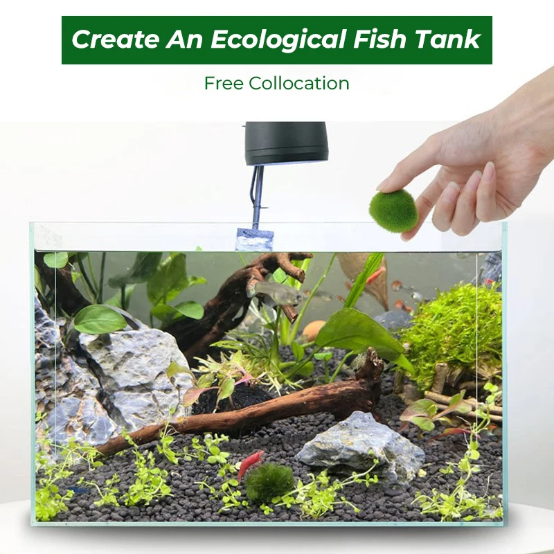 Marimo Shrimp Aquarium